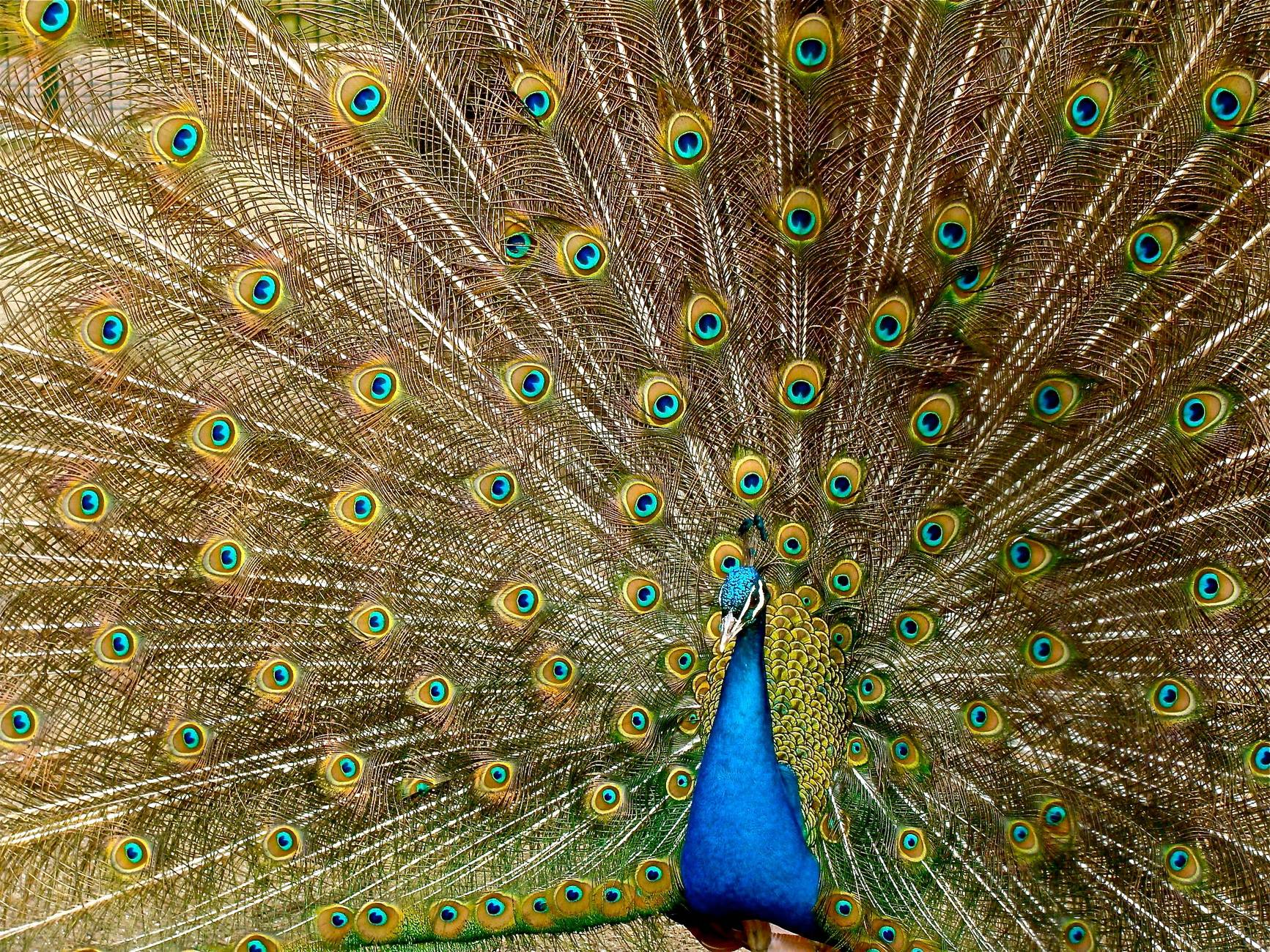 peacock-plumage-bird-peafowl-45911.jpeg – Andxor.it